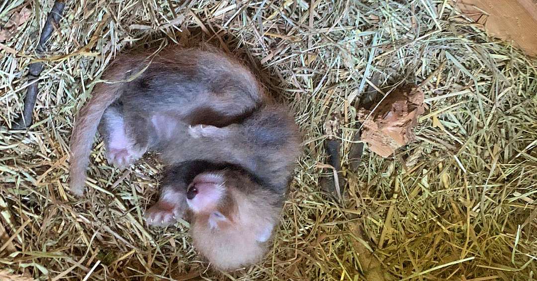 Chorzów: W śląskim zoo urodziła się panda ruda. To gatunek zagrożony ...