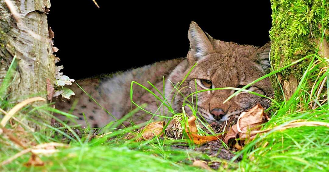Chorzów: Nowa mieszkanka śląskiego zoo. To Grenderah, samica rysia ...