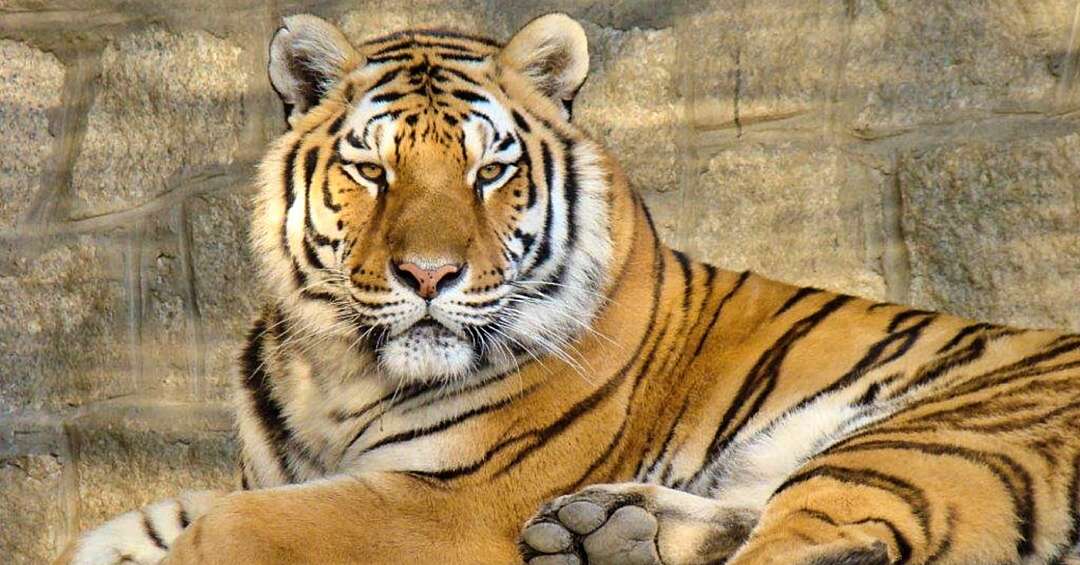 Chorzów: Śląski Ogród Zoologiczny organizuje Dzień Kota - 15 lutego 2025 r.